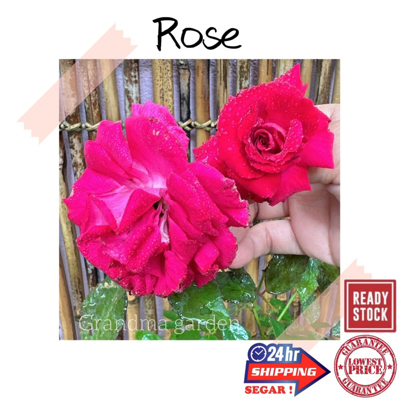 (GG real plant)rose ^ Pokok hidup hiasan rumah dalaman live outdoor house plant tumbuhan kebun ...
