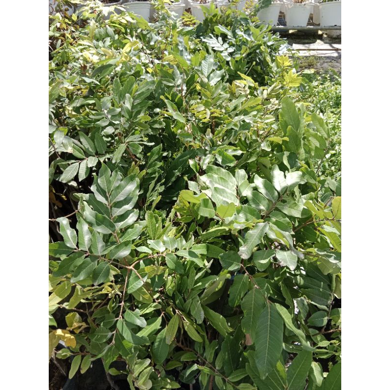 Anak Pokok Longan Lada Hitam Hybrid (mata kucing) | Shopee Malaysia
