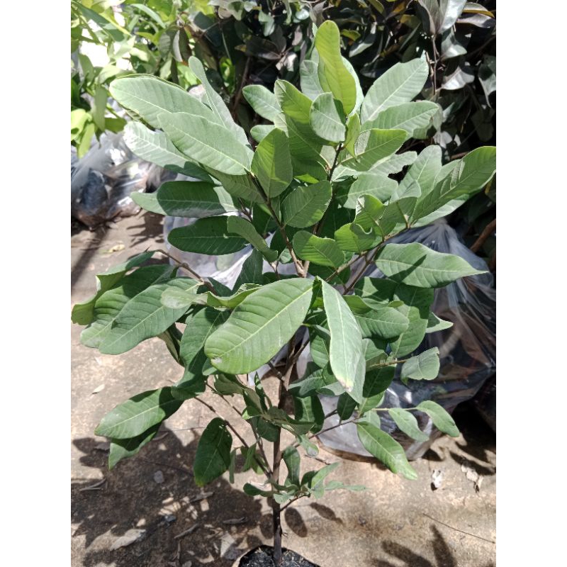 Anak Pokok Longan Lada Hitam Hybrid (mata kucing) | Shopee Malaysia