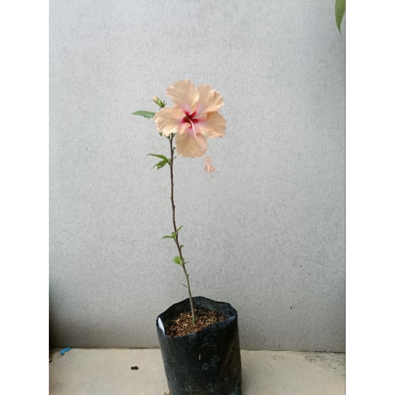 Bunga Raya / Hibiscus (Peach Color) | Shopee Malaysia