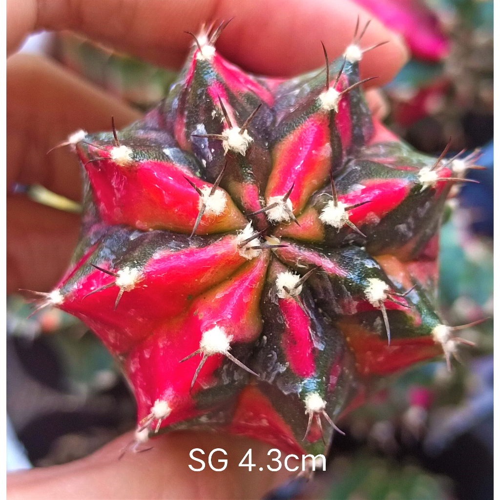 Gymnocalycium Id Sexy Girl Cactus Offsets With Short Roots Shopee