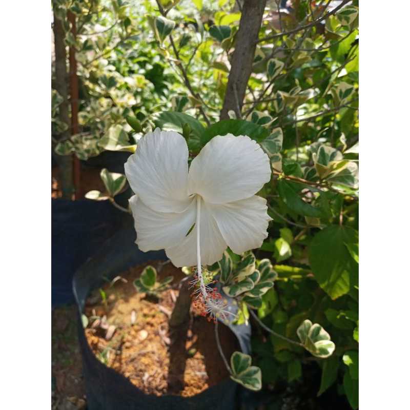 Bunga raya warna putih # hibicus kampung warna putih | Shopee Malaysia