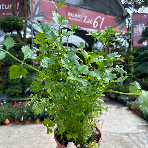 [Paling Horticulture Sdn Bhd] Parsely Edible Herb l 香菜 | Daun Sup ...