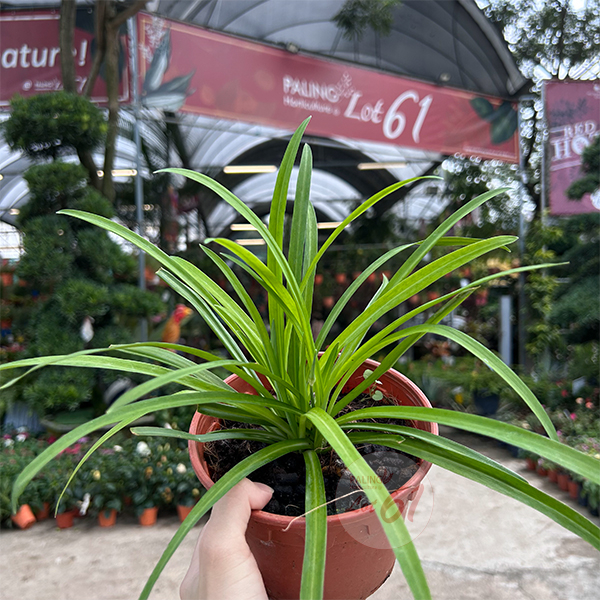 [Paling Horticulture Sdn Bhd] Royale Chives 青龙菜 | Pokok Untuk Masak ...