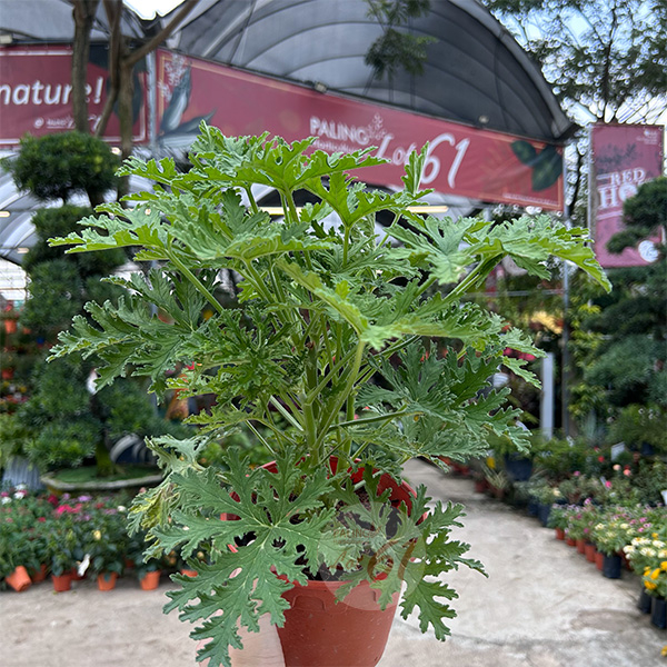 [Paling Horticulture Sdn Bhd] Pokok Halau Nyamuk | Mosquito Repellent ...