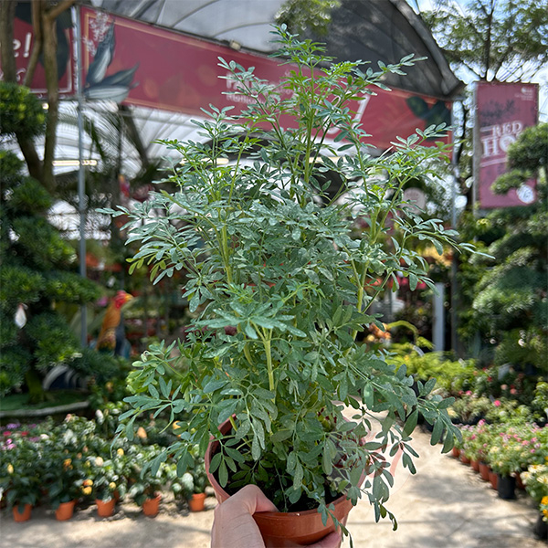 [Paling Horticulture Sdn Bhd] Ruta Graveolens Wangi 臭草 l Pokok Garuda l ...
