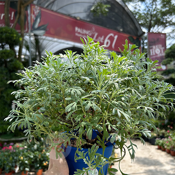 [Paling Horticulture Sdn Bhd] Crossostephium Chinense 芙蓉菊/银菊 | Mugworts ...