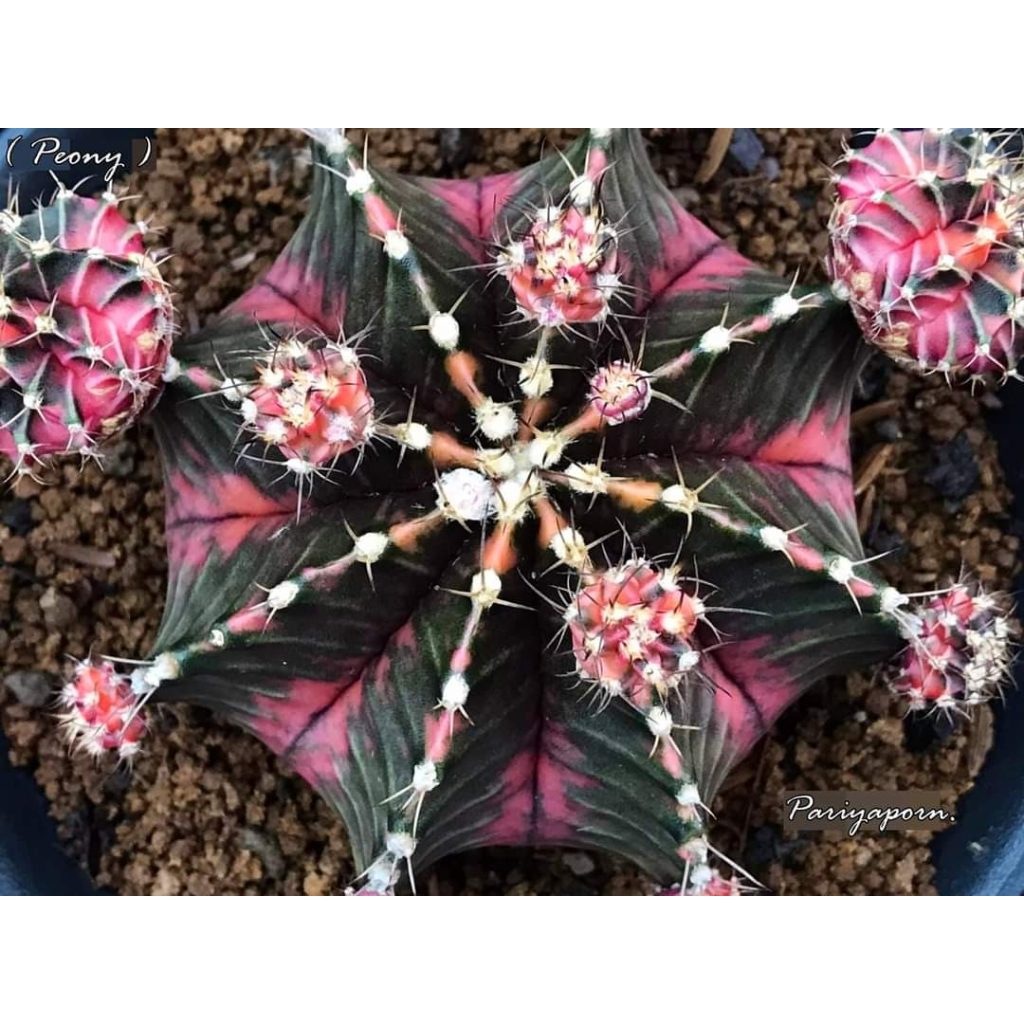 GYMNOCALYCIUM ID PEONY CACTUS (OFFSETS WITH SHORT ROOTS) | Shopee Malaysia