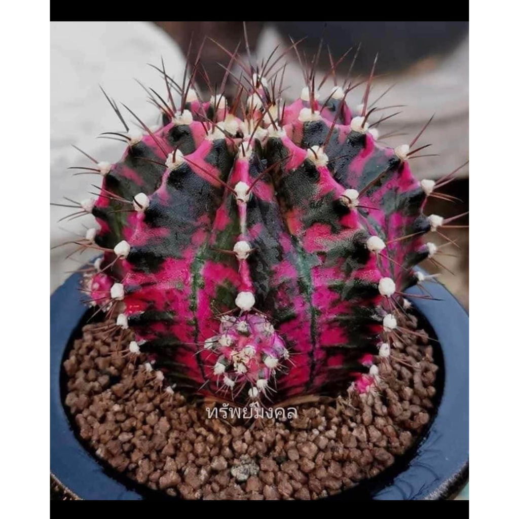 GYMNOCALYCIUM ID SUB MONGKOL CACTUS (OFFSETS WITH SHORT ROOTS) | Shopee ...