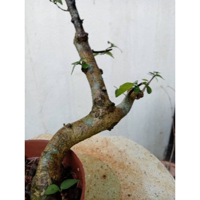 bahan material Bonsai Jeliti/ Shui mei/ wrigtria/ water jasmine/ 水梅盆栽素材 ...