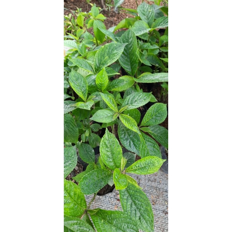 現貨(ready stock)黑面将軍3 棵苗/strobilanthes cripa (black face general)3 ...