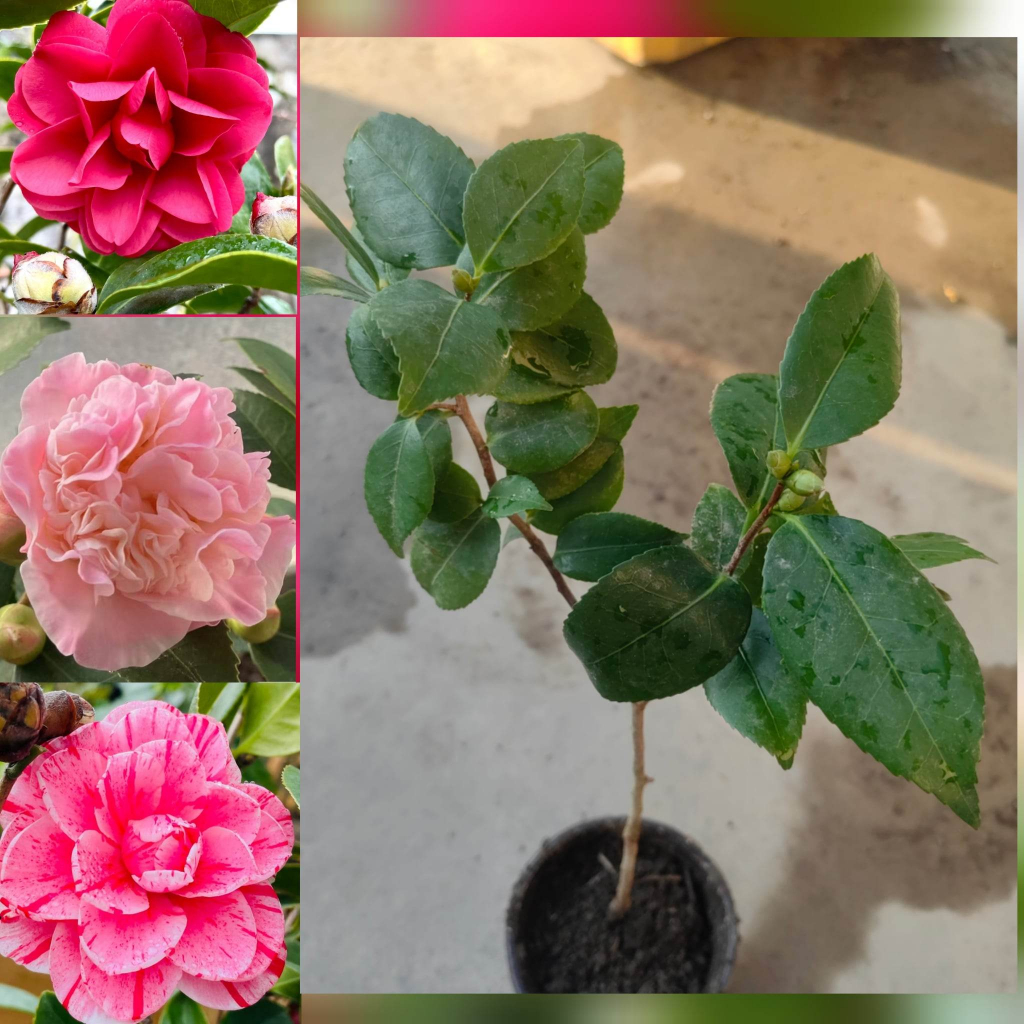 Random Color）Anak pokok Bunga Camelia Wangi, pokok camelia plant山茶花 ...