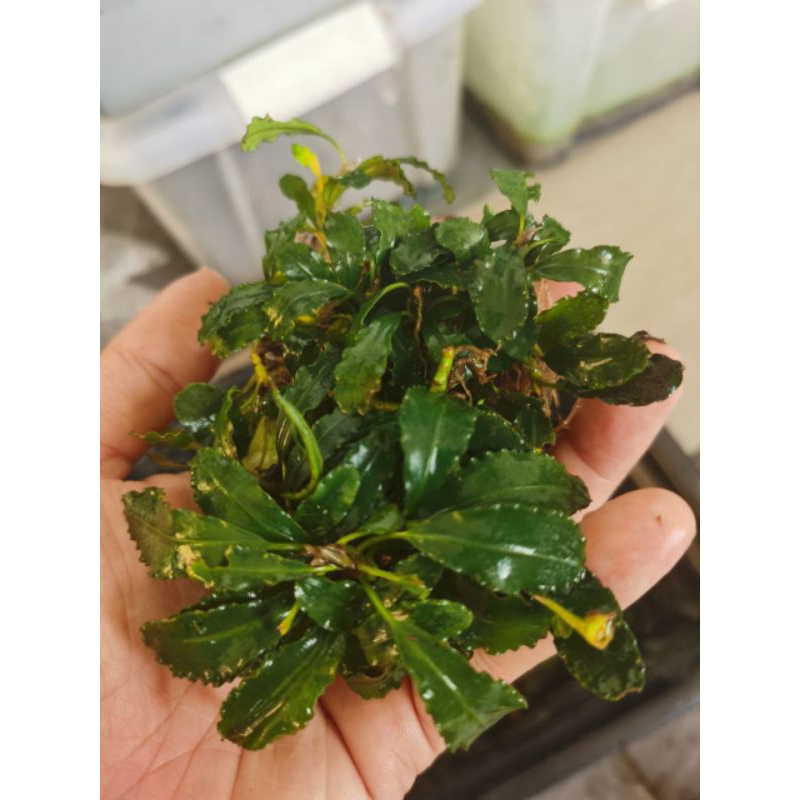 Aquatics Best Channel[ABC] - Aquaplant - Bucephalandra Cascade King ...