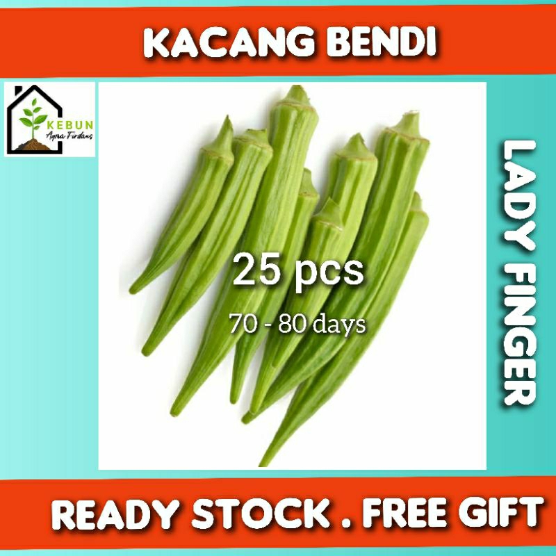 BIJI BENIH KACANG BENDI 21 BIJI | Shopee Malaysia