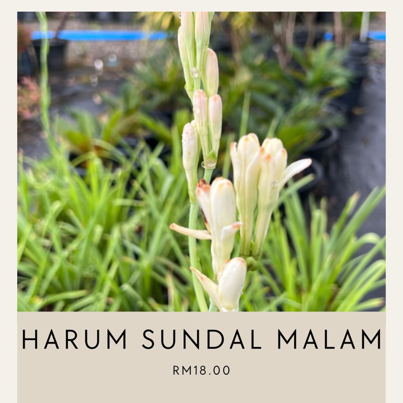 pokok bunga harum sundal malam putih (pokok rimbun) | Shopee Malaysia