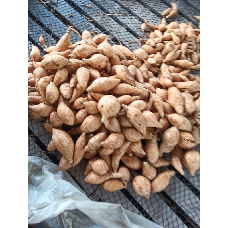 UBI KELEDEK VITATO/Ubi Keledek Madu (Isi Oren) direct from farm +-1kg ...