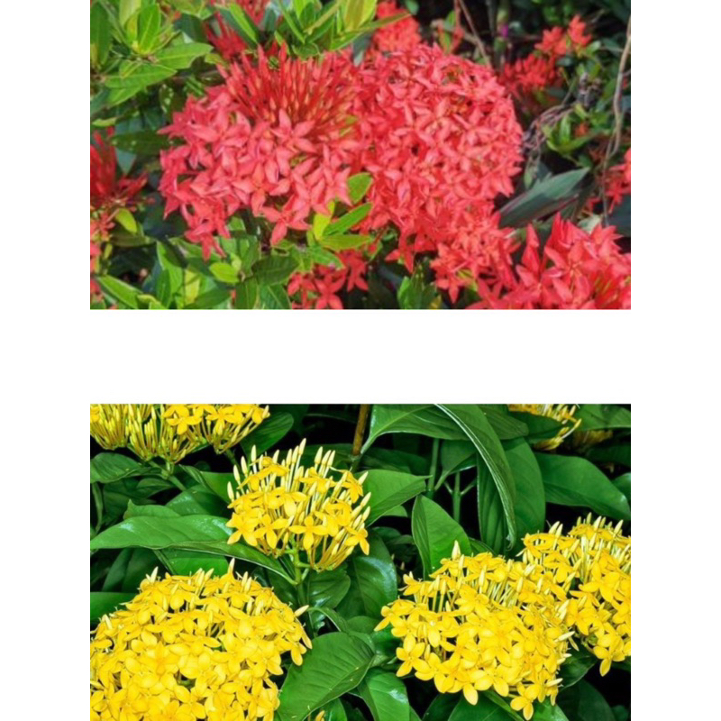仙丹花 Bunga Ixora Sunkist/Jenjarum(Pokok Bunga Hidup/Pokok Hiasan Luar ...