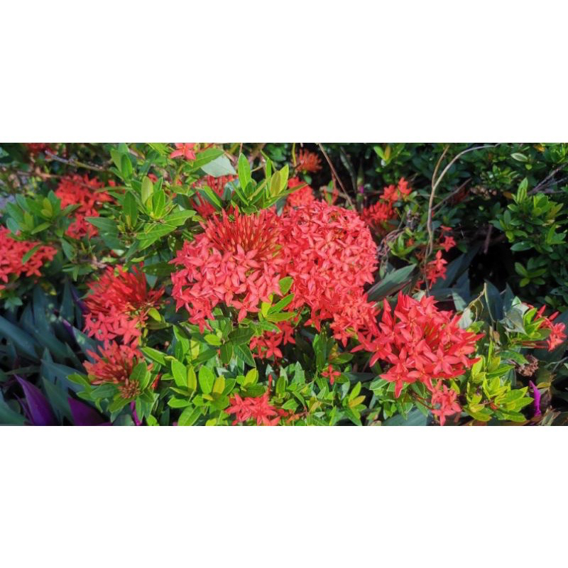 仙丹花 Bunga Ixora Sunkist/Jenjarum(Pokok Bunga Hidup/Pokok Hiasan Luar ...