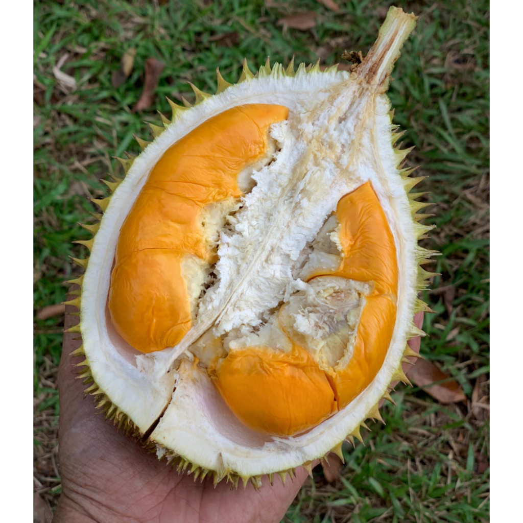 Anak Pokok Durian Bunga Merah Jerong | Shopee Malaysia