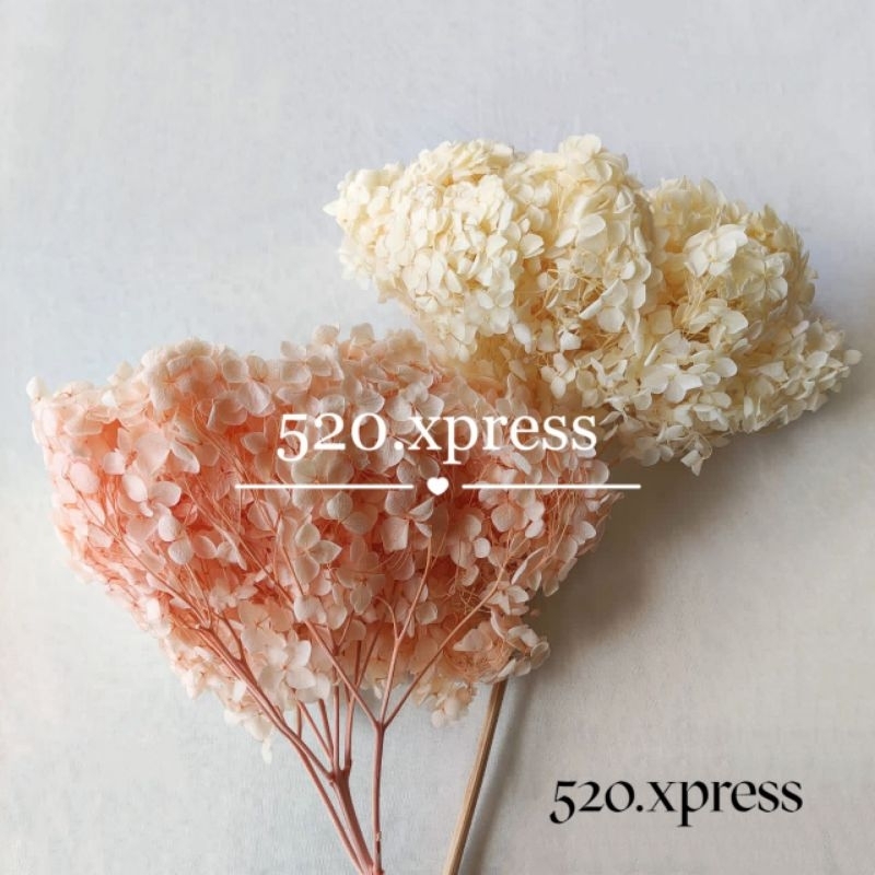 Hydrangea Flower 60 65cm Preserved Natural Dried Dry Bunga Kering