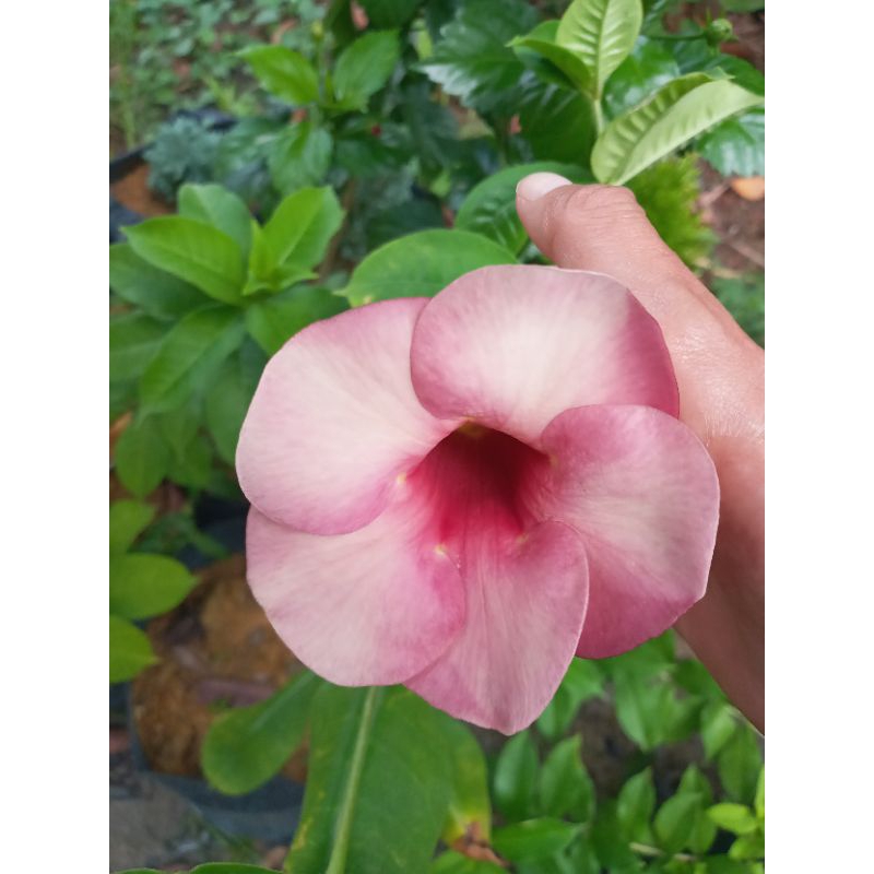 Alamanda pink dan kuning #outdoorplant#tahan panas | Shopee Malaysia
