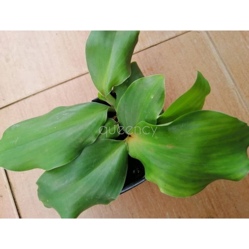 Anak Pokok Cekur/Pokok Kencur | Shopee Malaysia