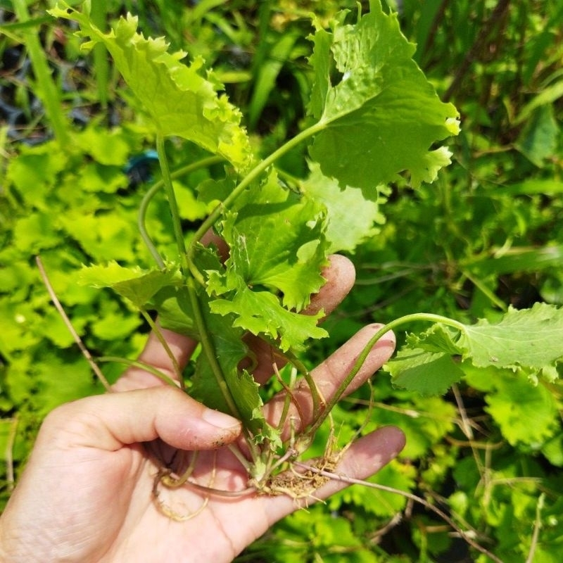 Biji Benih & Pokok PEGAGA Salad daun besar / Nyonya / Pengaga Air Jepun ...