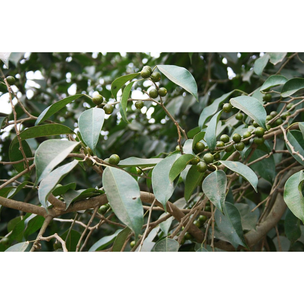 daun pokok ara jejawi kering (Ficus spp. microcapra) dried fig leaf ...