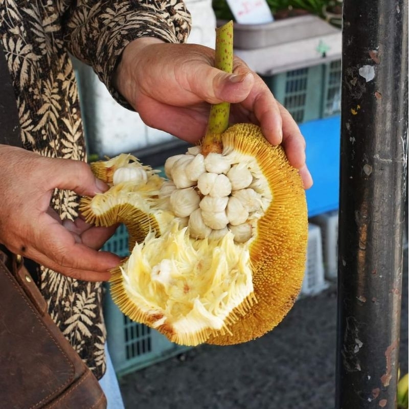 Sarawak Local Buah Tarap Lumok Madu Jackfruit Borneo | Shopee Malaysia