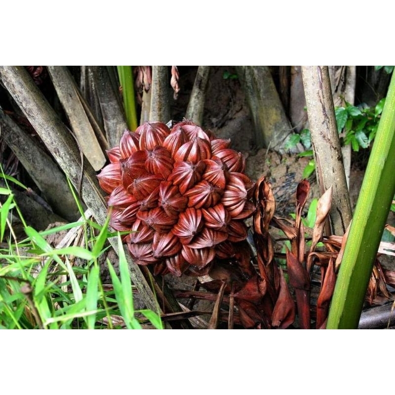 Sarawak Local Buah Tematuk Nipah Buah Apung Buang Panas Badan | Shopee ...