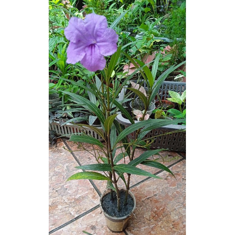 anak pokok bunga ruellia(bunga ungu)/ruellia plant purple flower/ 翠芦莉花 ...