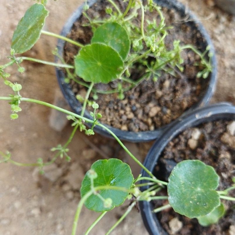 Biji Benih & Pokok PEGAGA Salad daun besar / Nyonya / Pengaga Air Jepun ...