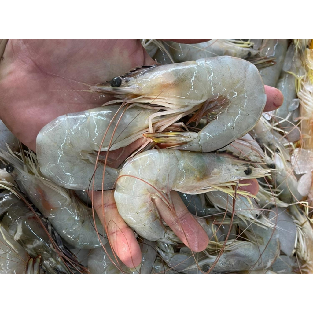 Sabah Wild Caught Ming Prawn Sea Prawn 沙巴野生明虾 Size 31 40 Packing 1kg