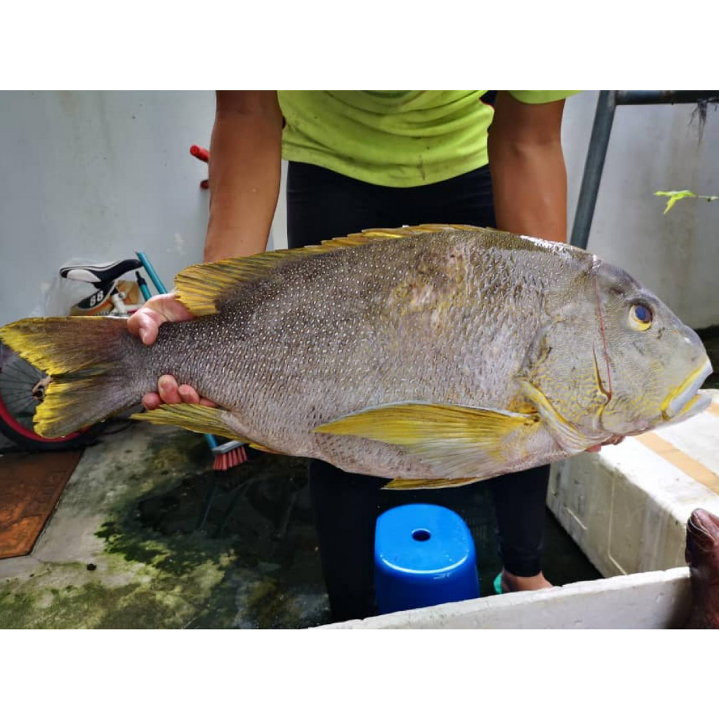 Sabah Wild Caught Blueberlip Snapper 沙巴海底鸡 | Shopee Malaysia