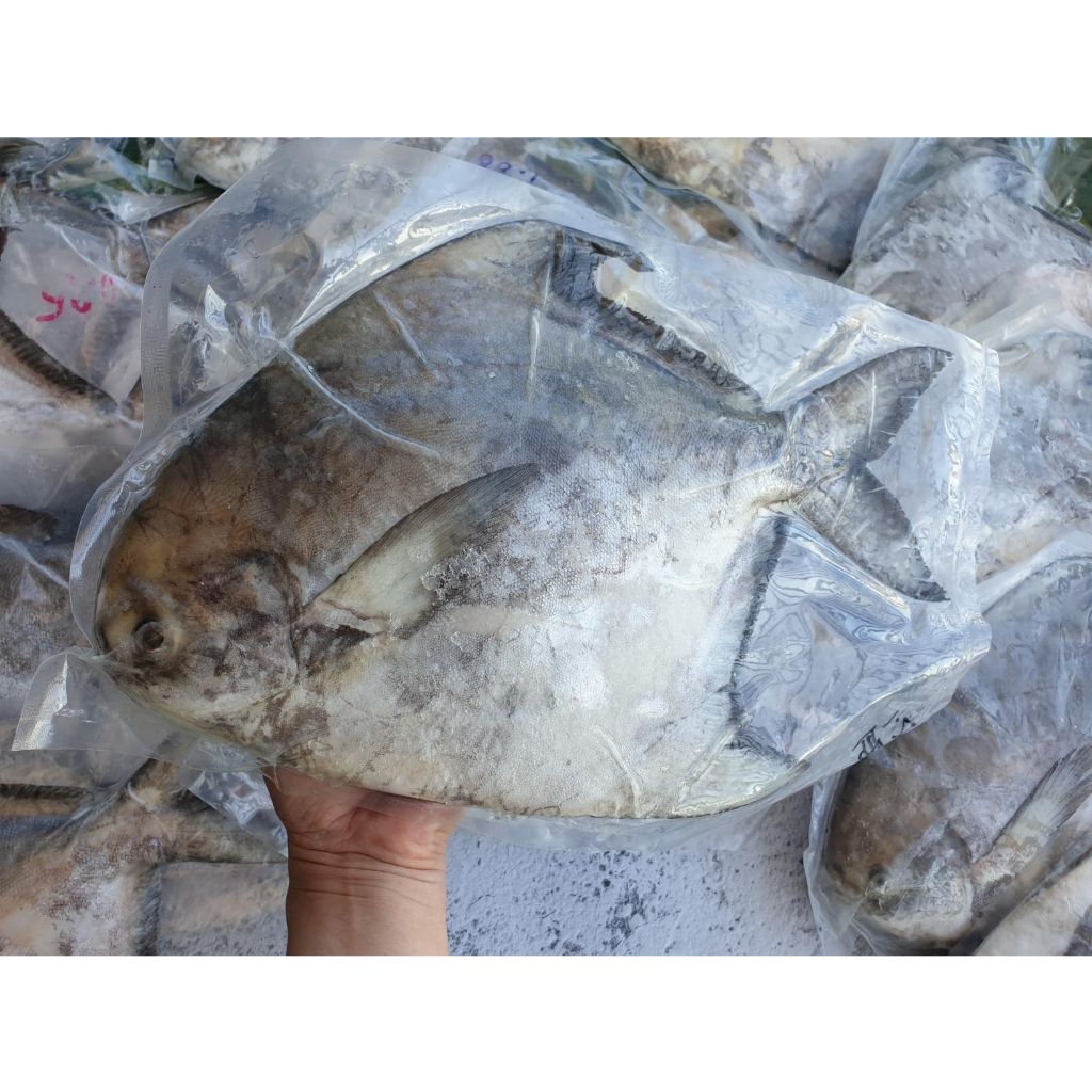 Sabah Wild Caught Chinese Pomfret Fish 沙巴斗底鲳 | Shopee Malaysia