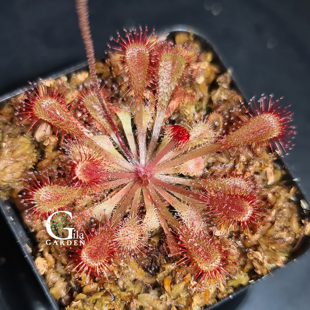 Drosera Collinsiae "Fairyland" [Sundew, Drosera][Carnivorous Plants ...