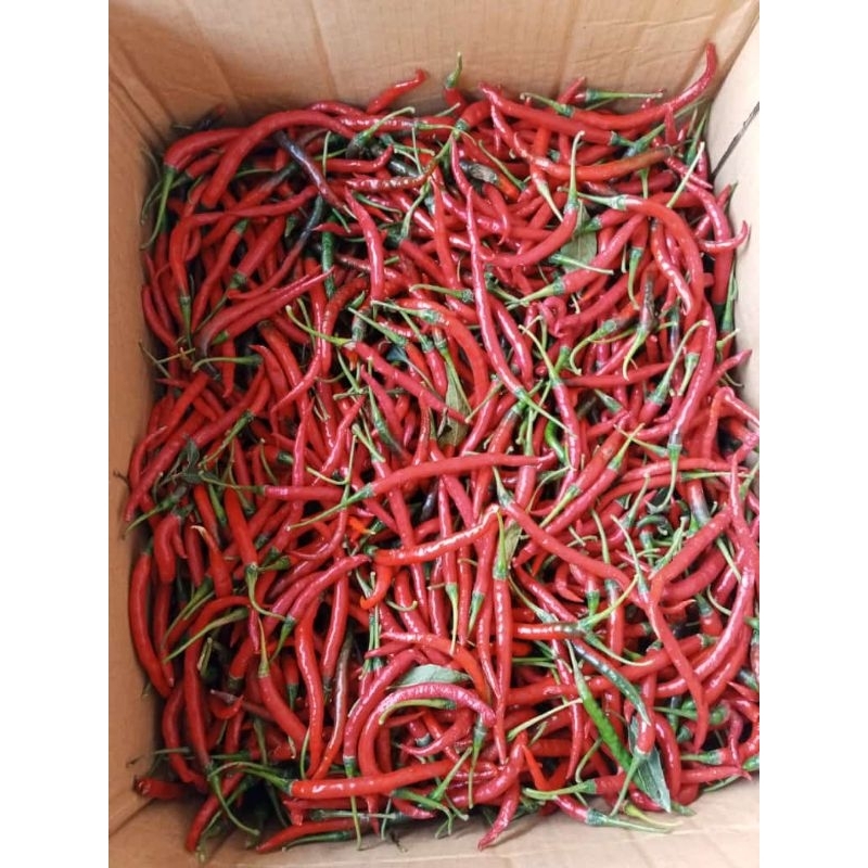 cili merah/cili keriting | Shopee Malaysia