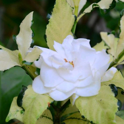 Bunga Cina Batik Gardenia Jasminoides Variegata / Outdoor Plant ...