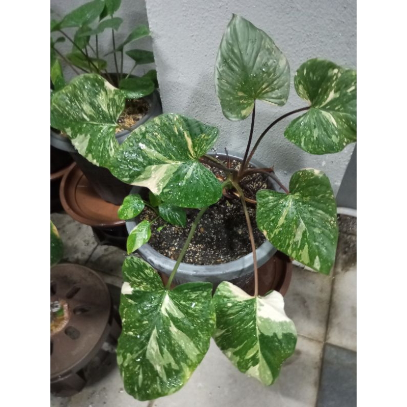 anak pokok homalomena variegated kemoyang variegated | Shopee Malaysia