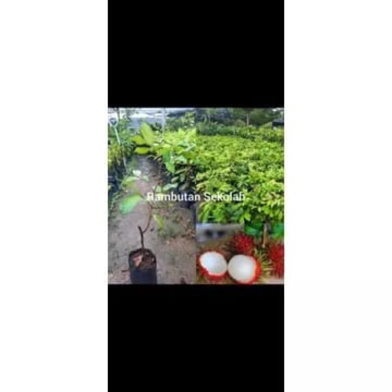 Anak pokok rambutan sekolah hybrid/kawin tinggi | Shopee Malaysia