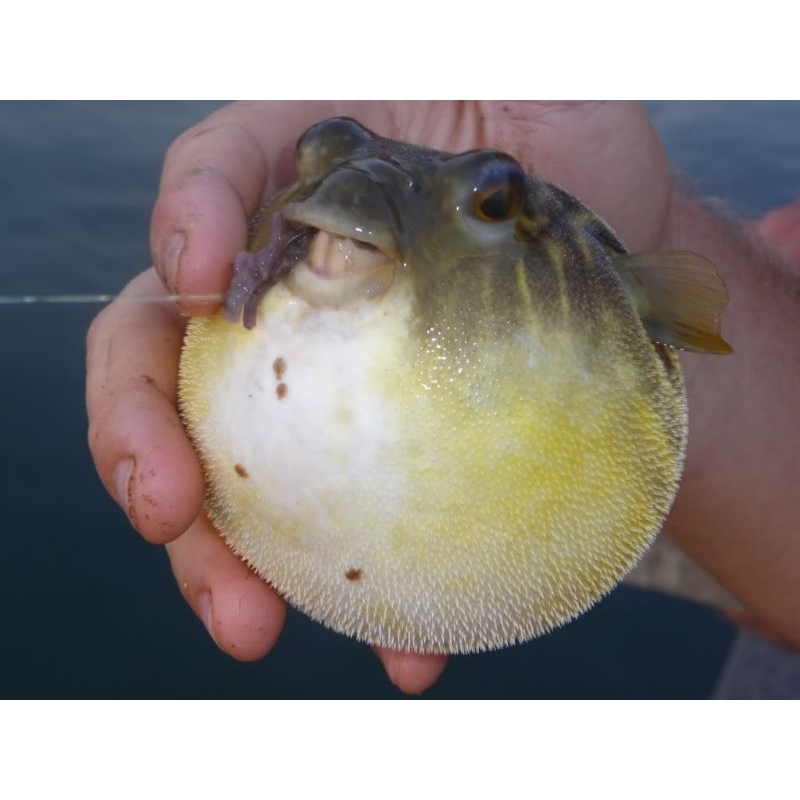 Sarawak Local Ikan Buntal Masin Dried Salted Puffer fish | Shopee Malaysia