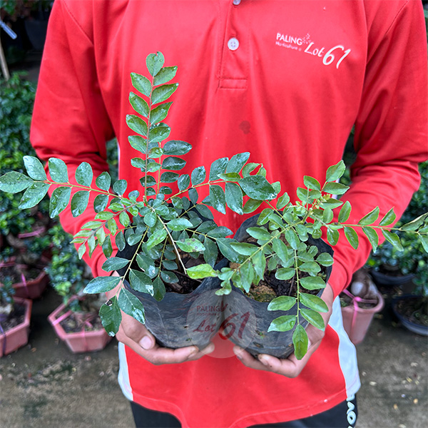 [Paling Horticulture Sdn Bhd] Anak Pokok Kari 咖喱叶树苗 | Curry Leaf Tree ...