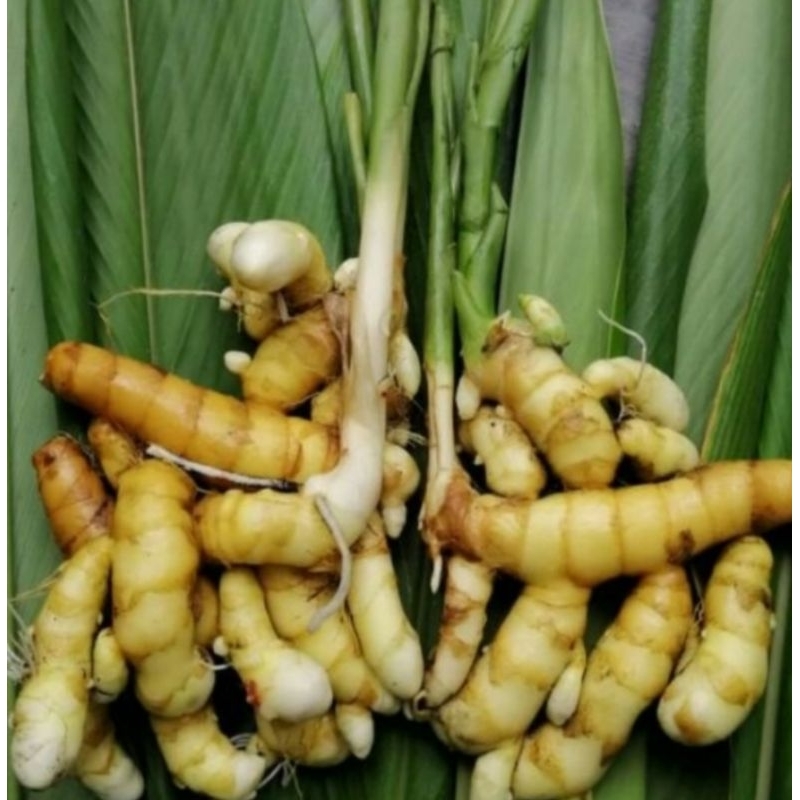 Anak Pokok Ulam TEMU MANGGA @ TEMU PAUH ~ Rasa & Bau Seperti Mangga ...