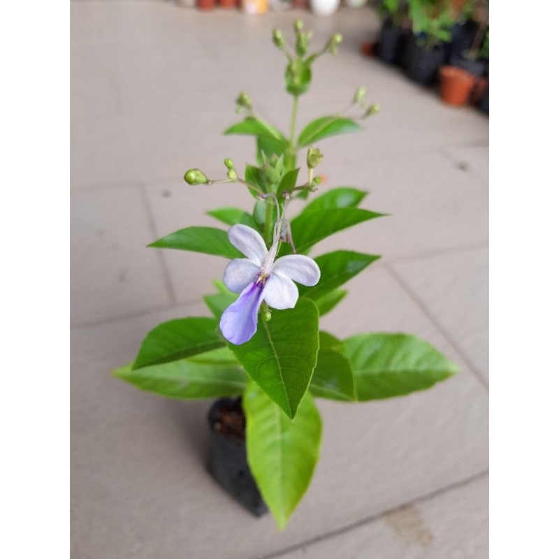Butterfly flower蝴蝶花苗Pokok rama-rama | Shopee Malaysia