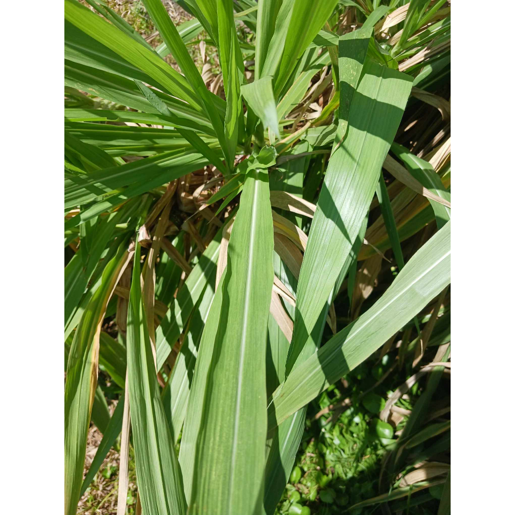 1kg Home grown Fresh Napier Grass Daun Segar Napier Makanan Guinea Pig ...