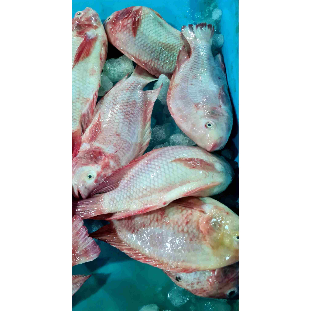 FRESH FISH - 500g-600g 900g-1000g| Ikan Tilapia Merah / Red Tilapia ...