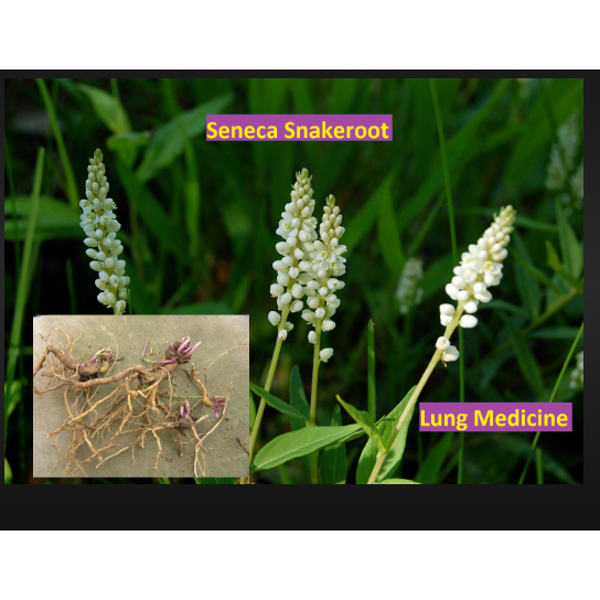 common milkwort Herb / root (Polygala Vulgaris/ seneca) Senega ...