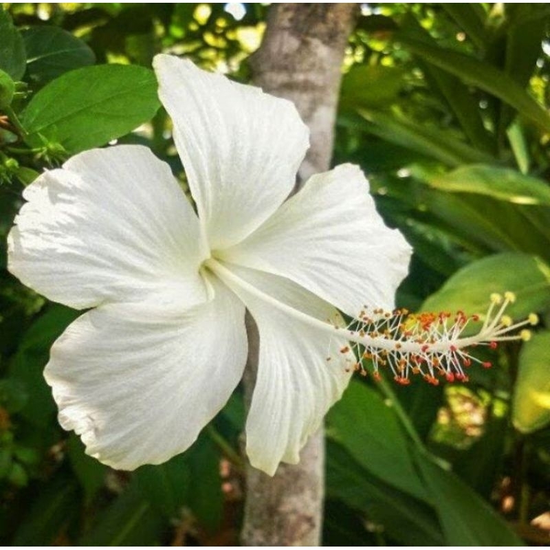 Pokok bunga raya putih / hibiscus plant (white colour) | Shopee Malaysia