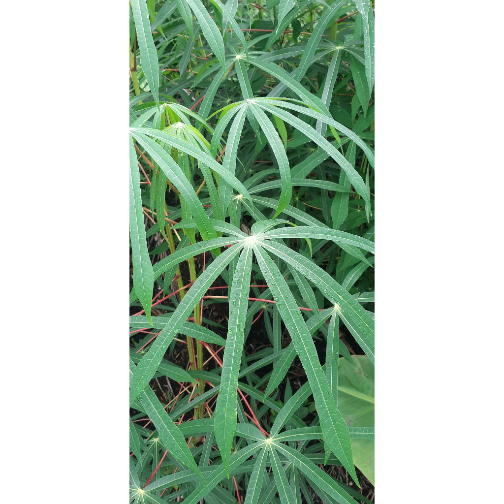 2 keratan BATANG POKOK UBI PULUT / DAUN PANJANG / TAPIOCA PLANT ...