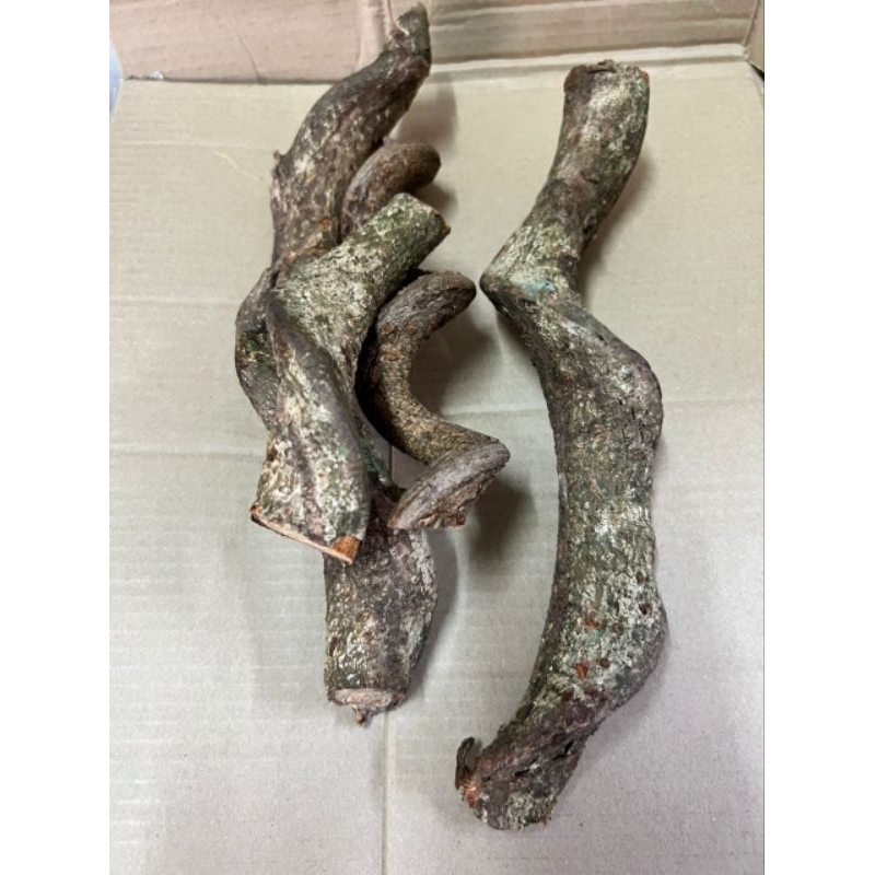 akar beluru segar dari hutan | Shopee Malaysia